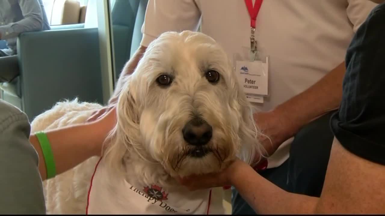 St. John Ambulance Therapy Dog Program calms and soothes hospital patients
