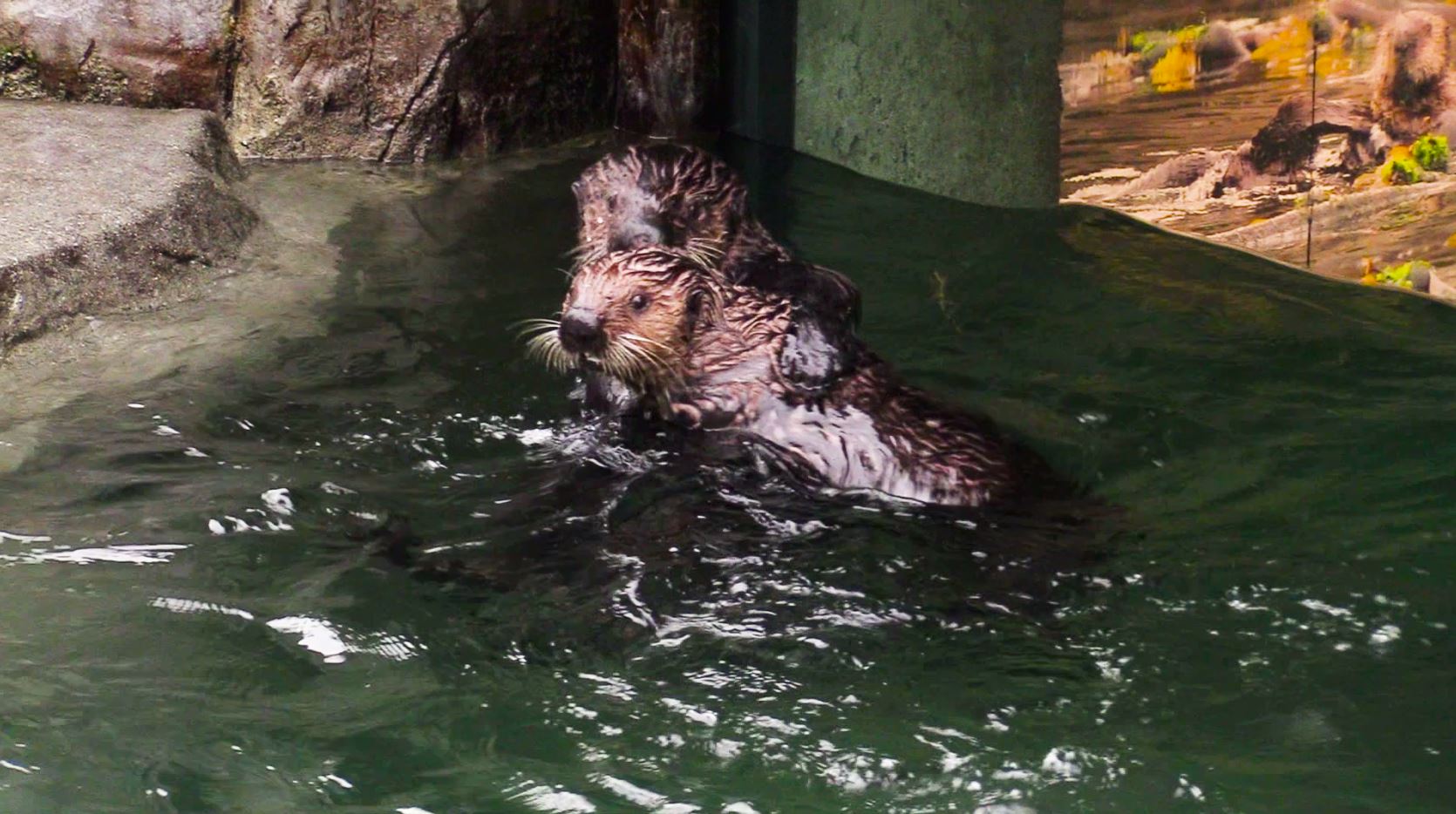 Two rescued sea otters at the Vancouver Aquarium meet for first time