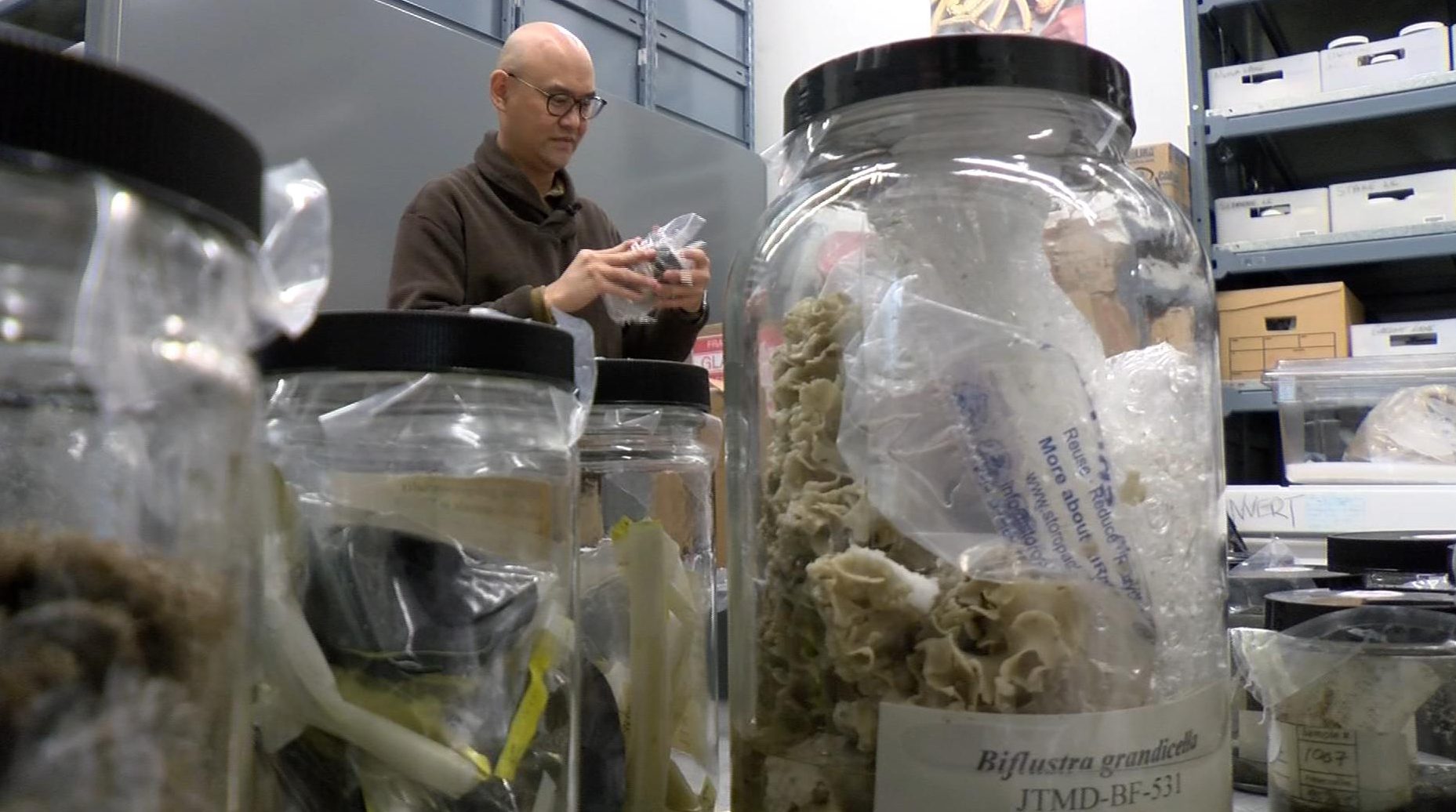 2011 Japan tsunami animal collection now resides at the Royal B.C. Museum