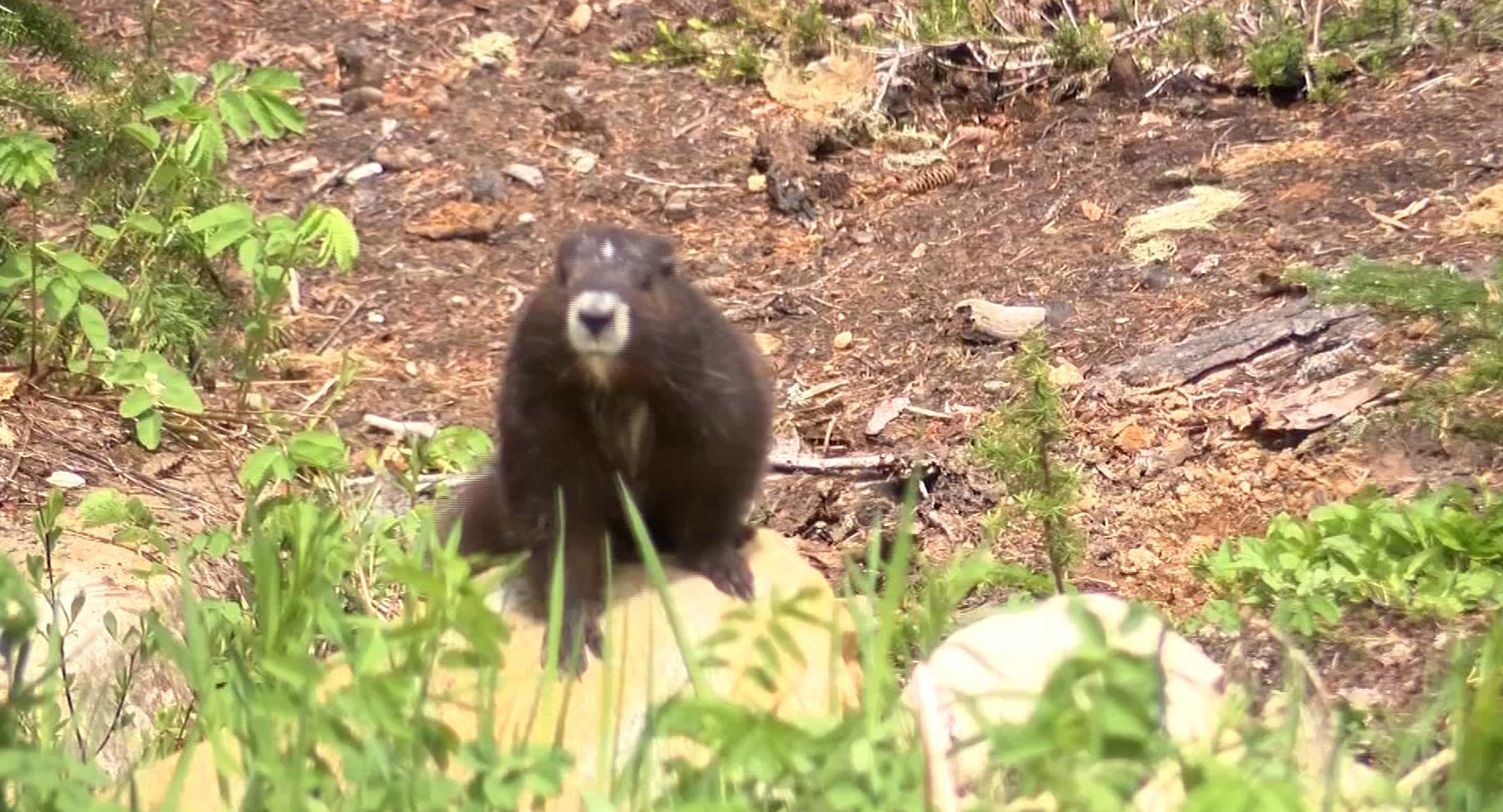Endangered Vancouver Island marmots are released into the wild