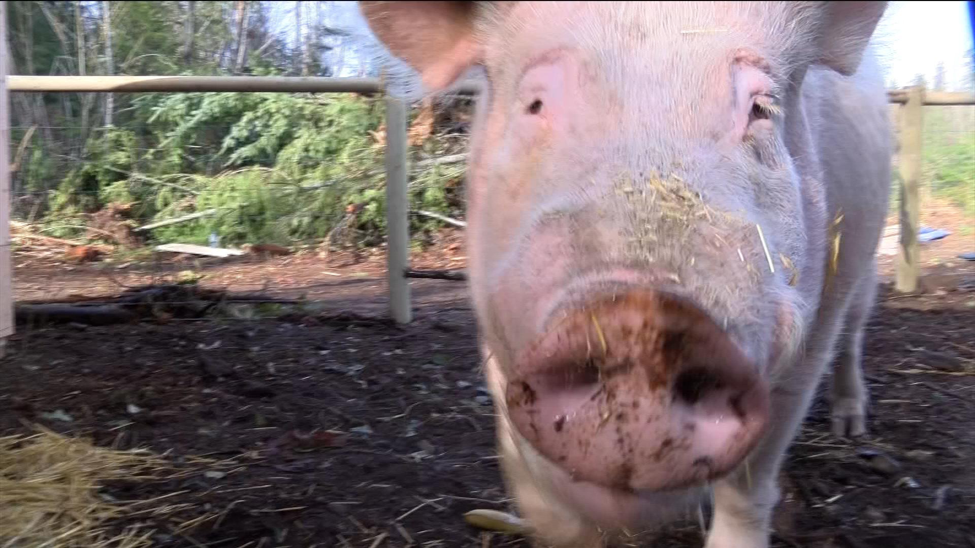 Theodore, the 800-pound pig, adjusts to Island life