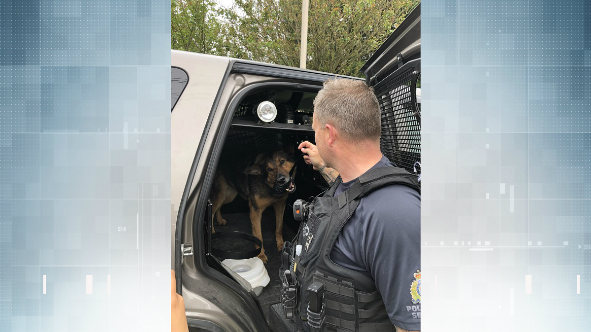 Police dog find suspect after break and enter in View Royal