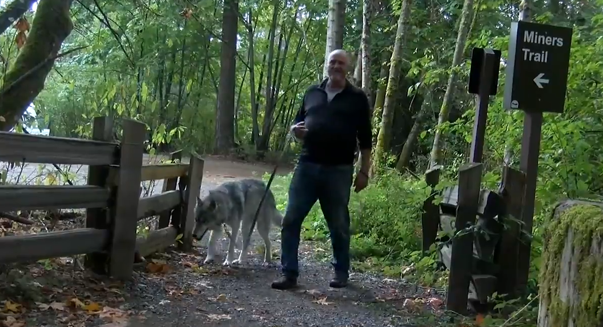 Wolf expert lives with pack and runs education centre near Nanaimo