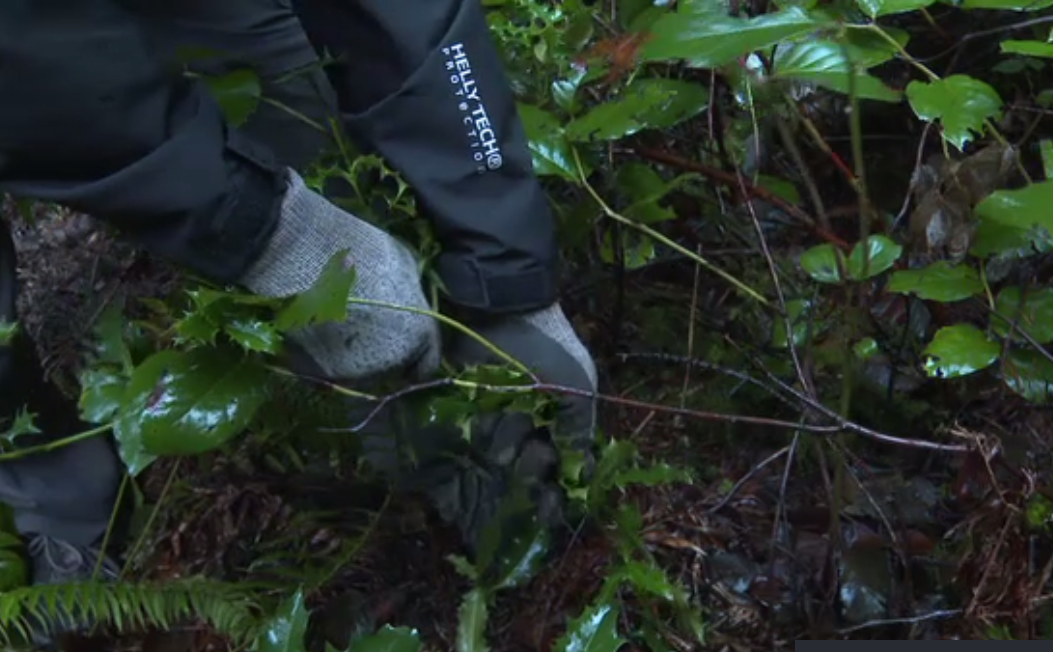 Invasive holly threatening Vancouver Island's natural ecosystem