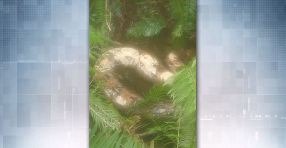 Dead boa constrictor found near Ammonite Falls, west of Nanaimo