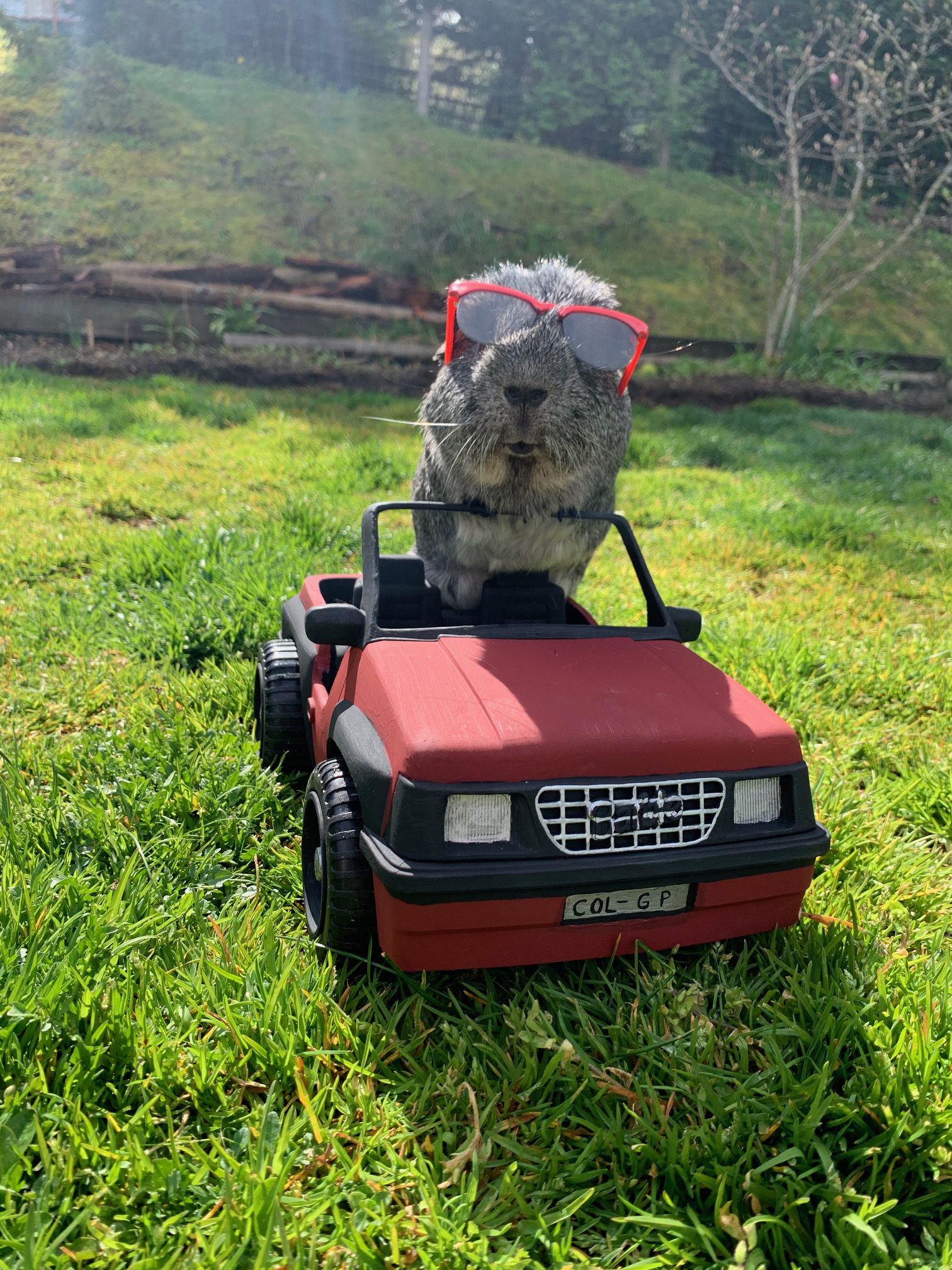 Meet Island Instagram sensation Colin the guinea pig