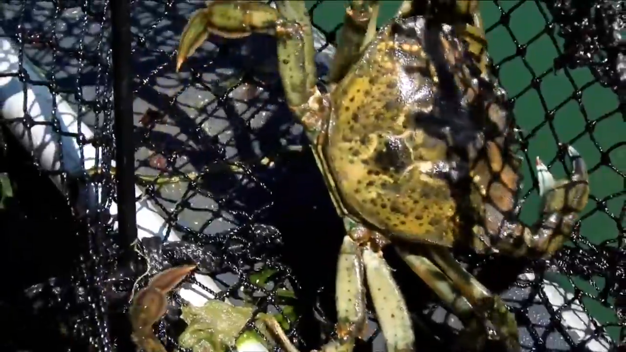 Invasive crabs threaten fish and fish habitat on west coast