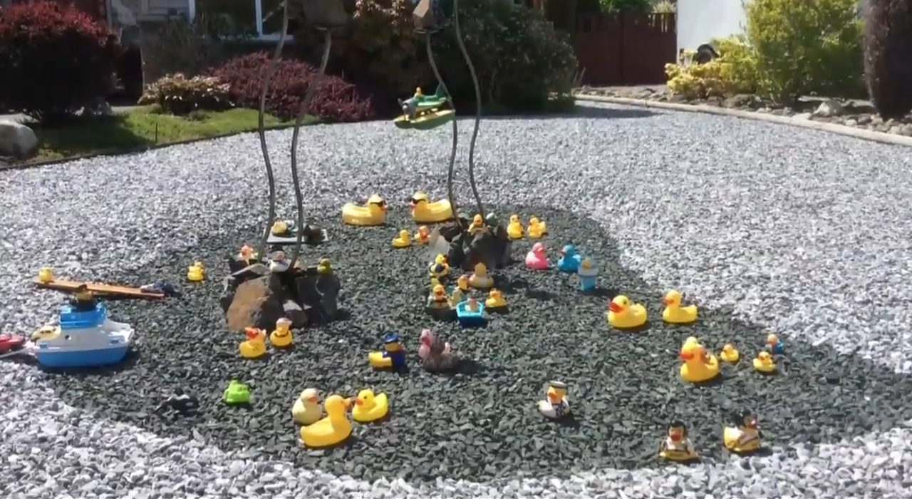 Quacking the case of the missing rubber ducks in Parksville