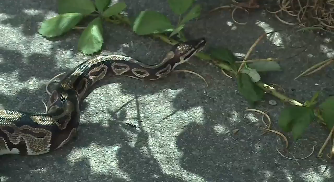 Python loose in Victoria, police say it escaped someone's backpack