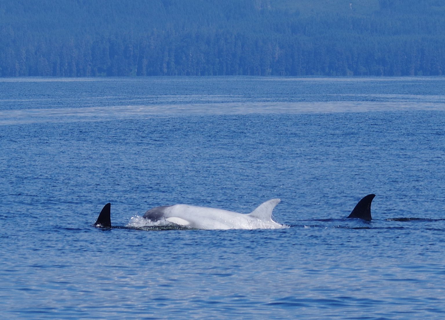 Rare white orca photographed off the coast of Vancouver Island