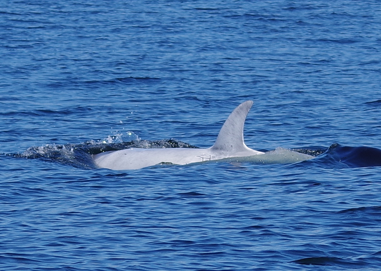 Rare white orca photographed off the coast of Vancouver Island