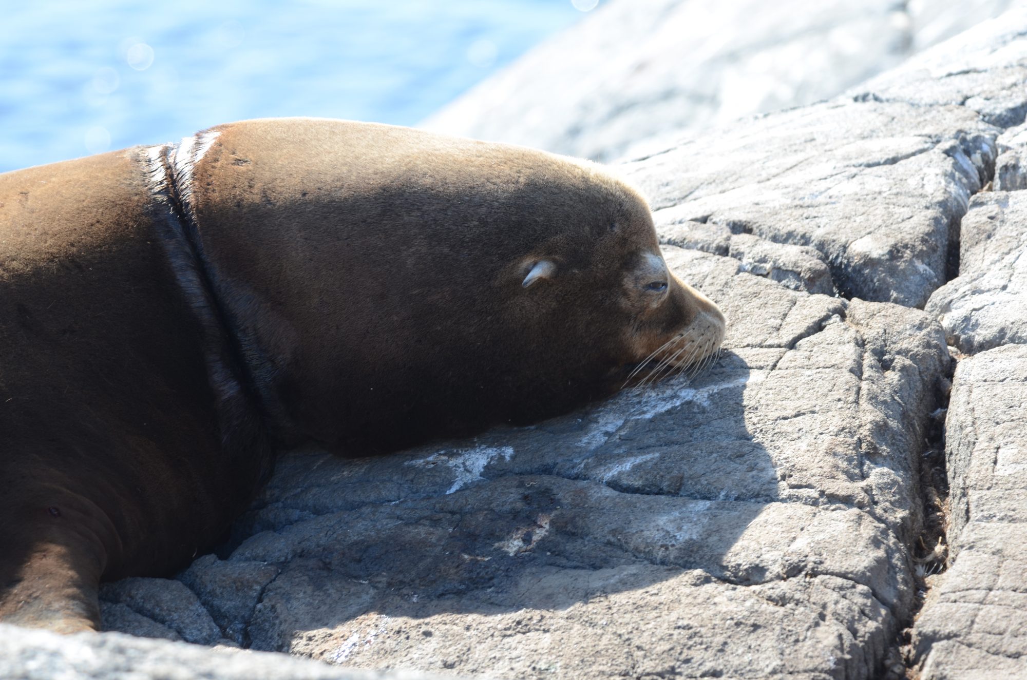 Sea lion rescued from plastic band off southern coast of Vancouver Island
