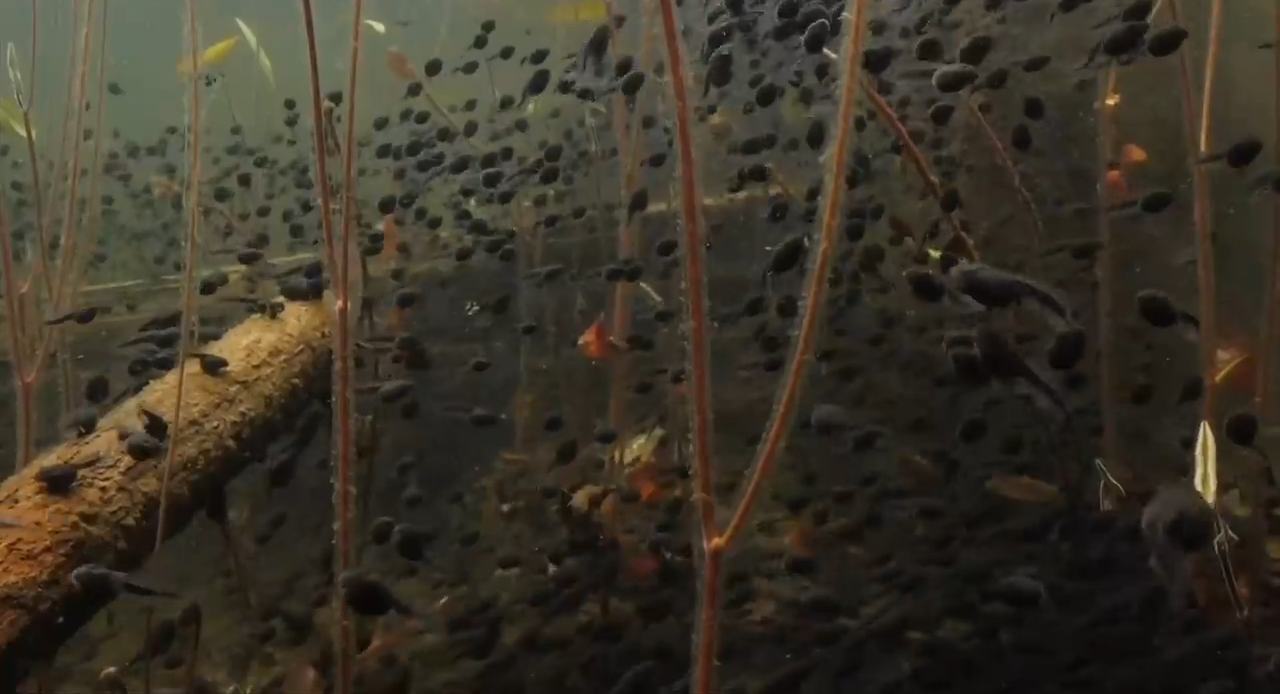 Island videographer records migration of western toad tadpoles