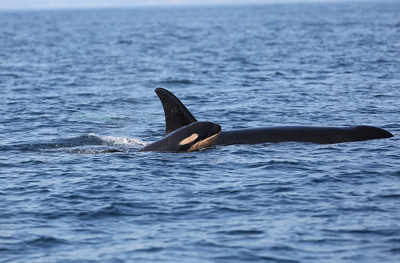 J-pod's new baby orca appears 'healthy and precocious' in recent photos
