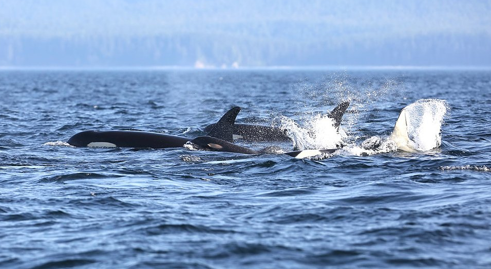 J-pod's new baby orca appears 'healthy and precocious' in recent photos