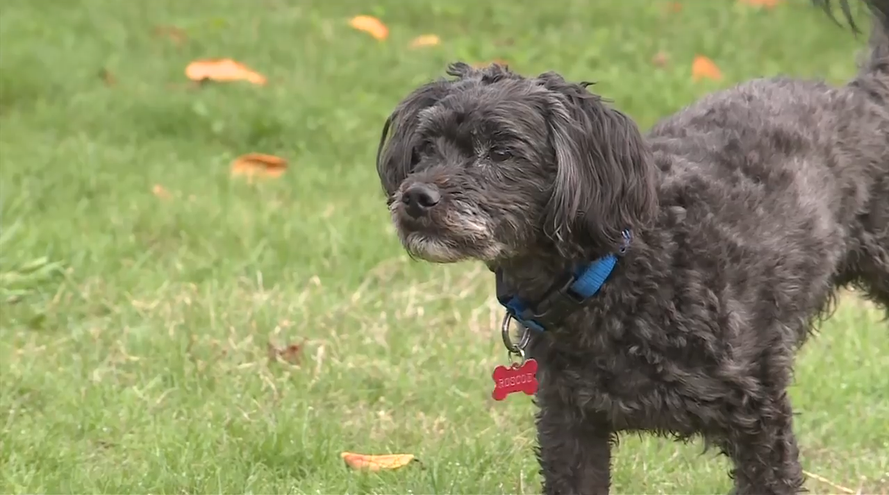 'I was instantly terrified': Small dog runs at cougar in Langford area park