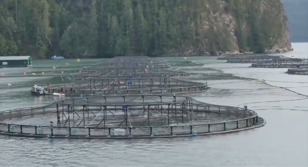 Transition from open-net fish farming on B.C.'s coast has begun ...