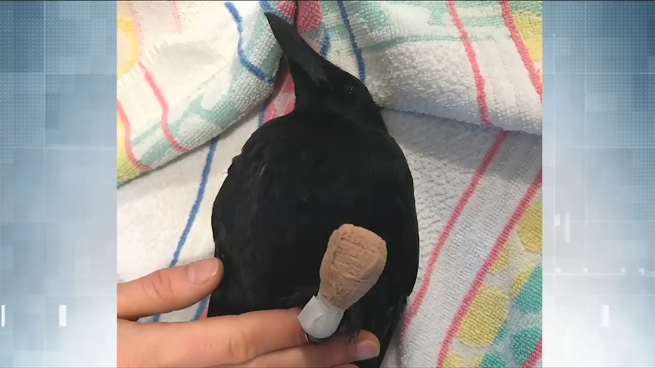 Injured crow recovers after being rescued by tugboat captain near Tofino