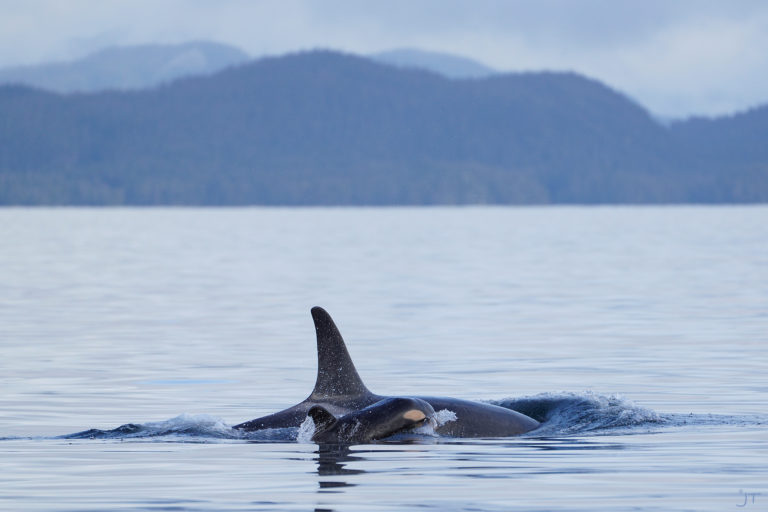 'I felt very emotional': Long-lost Orca pod returns home to Vancouver ...