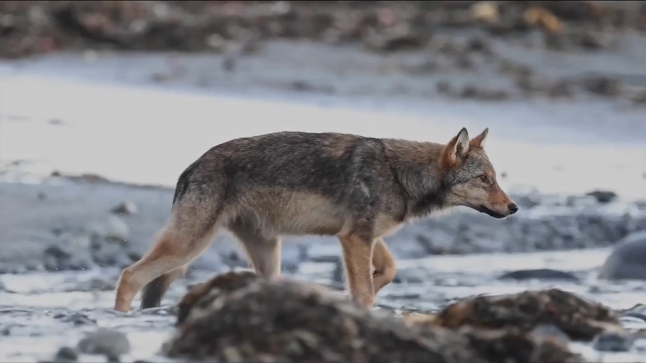 Mini Documentary profiles Coastal Wolves on Vancouver Island