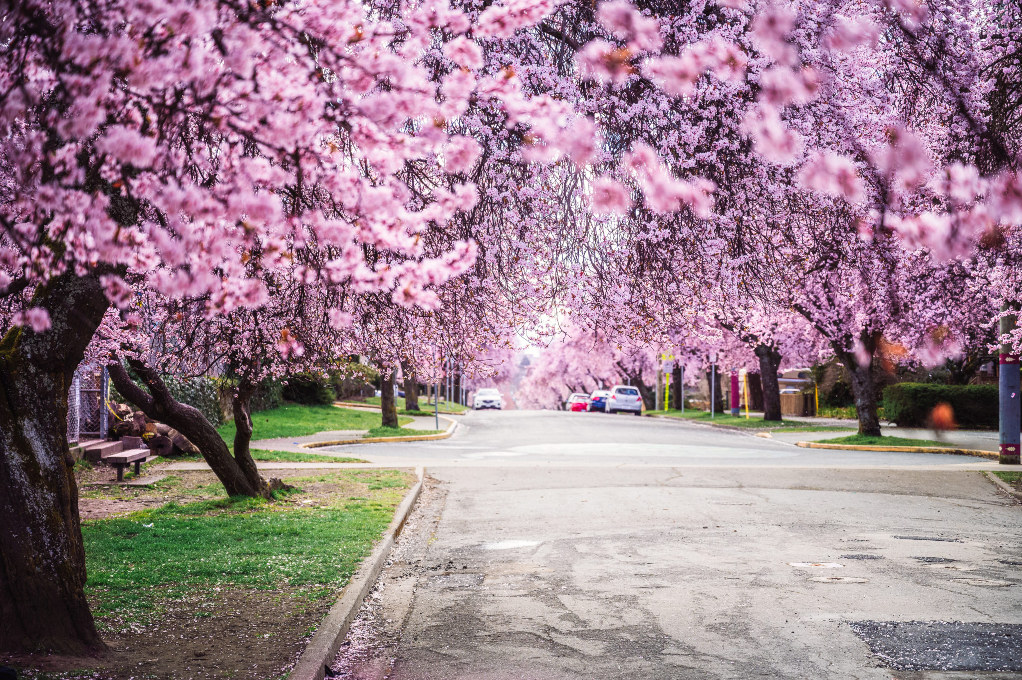 11 must-see streets for cherry blossoms around Victoria (MAP/PHOTOS)