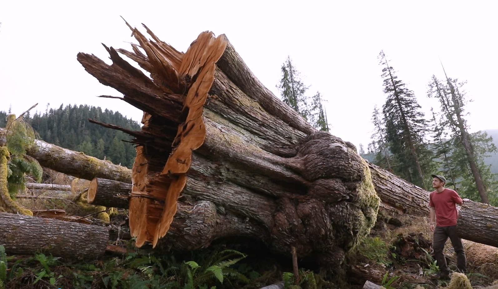 Rob Shaw: B.C.'s new old growth deferrals get mixed response from ...
