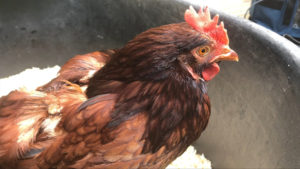 Ruffled feathers: Comox Valley chicken snatched by eagle returns home ...