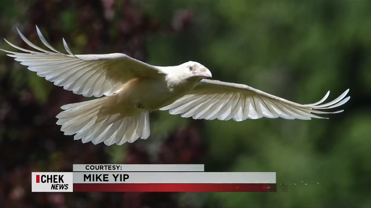 'There is just something magical about it:' Rare white raven rescued in ...