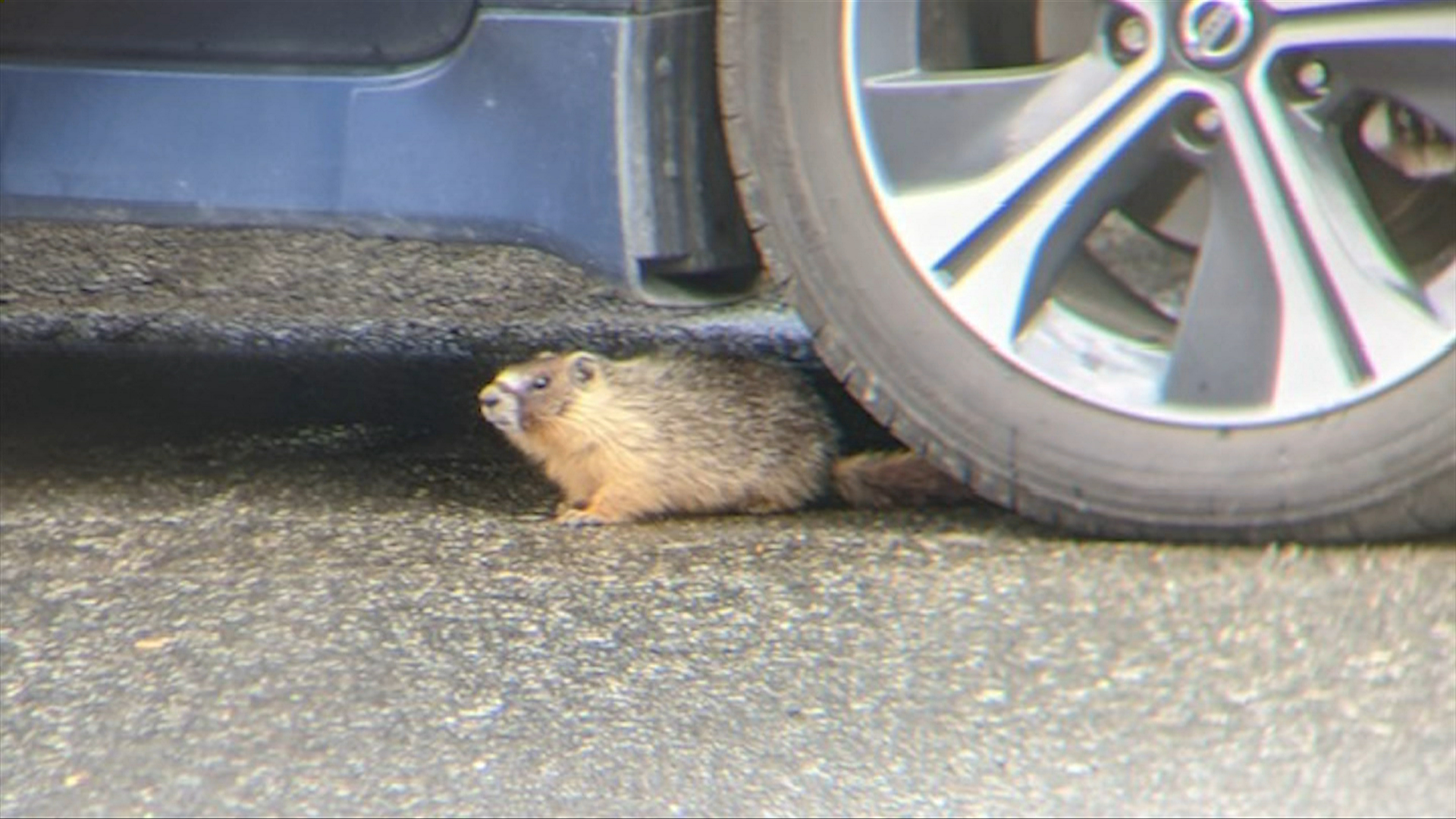 'It's an unusual creature': Sightings of Yellow-bellied marmot spark ...