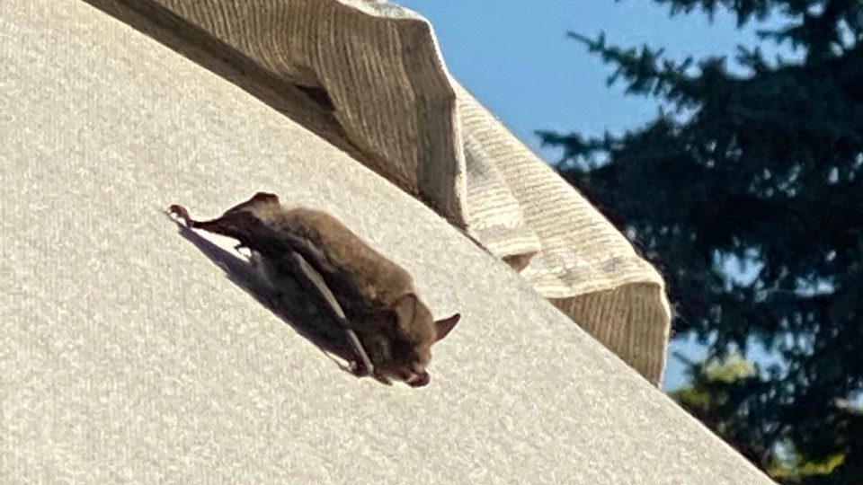 If you've noticed bats flying erratically recently, you're not alone ...