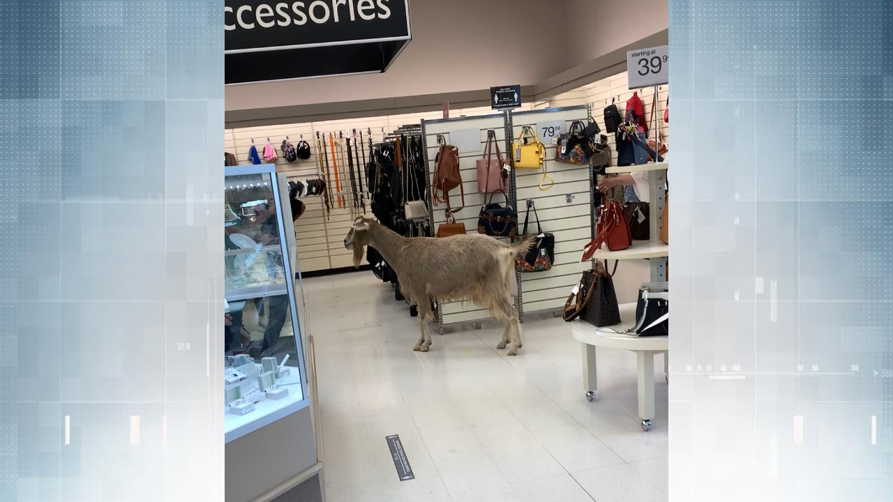 Goat amuses Island shoppers by visiting Winners, Walmart in Courtenay