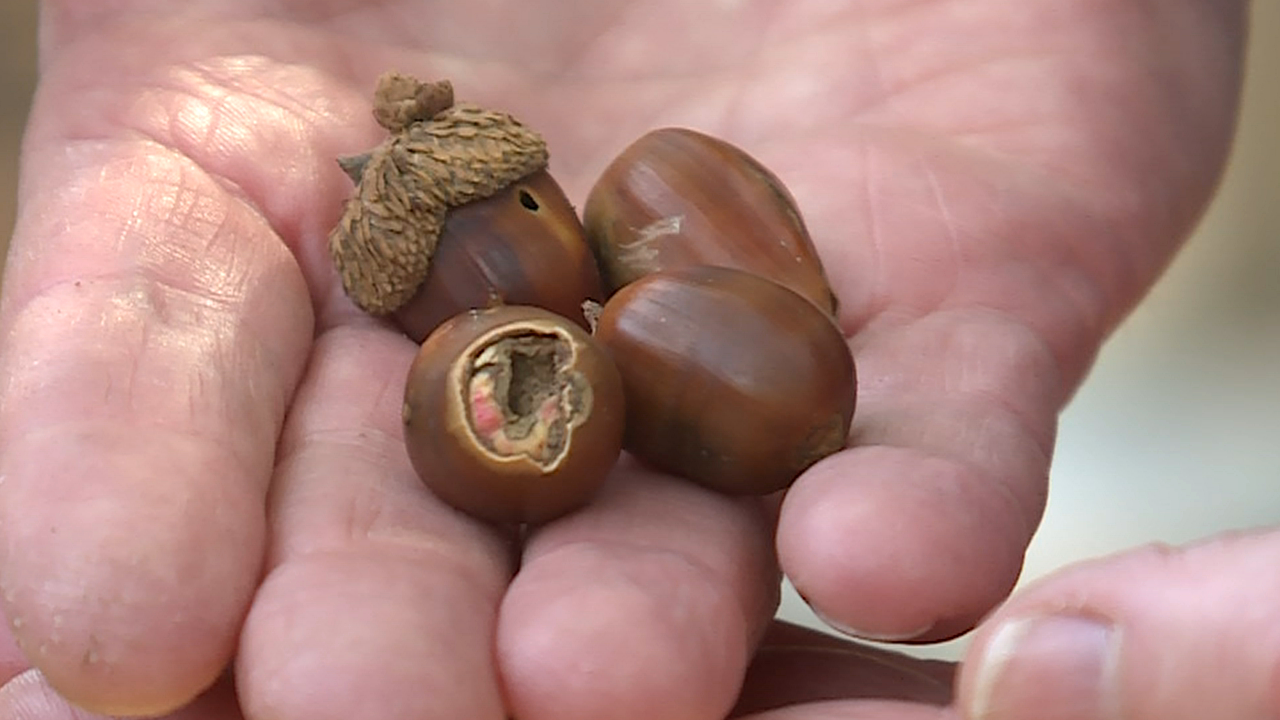 Oak trees are producing more acorns than usual this year — and that has ...