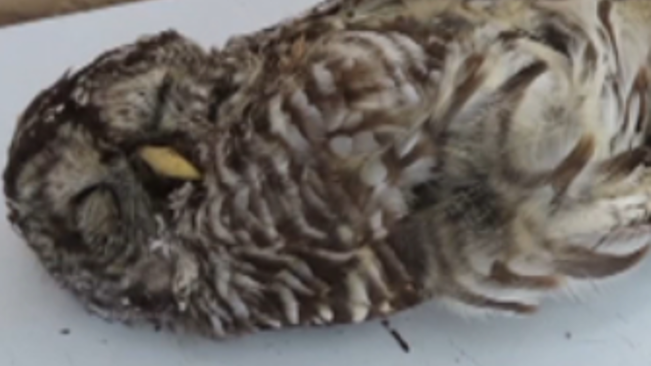 Residents concerned after multiple owls discovered dead in North Saanich