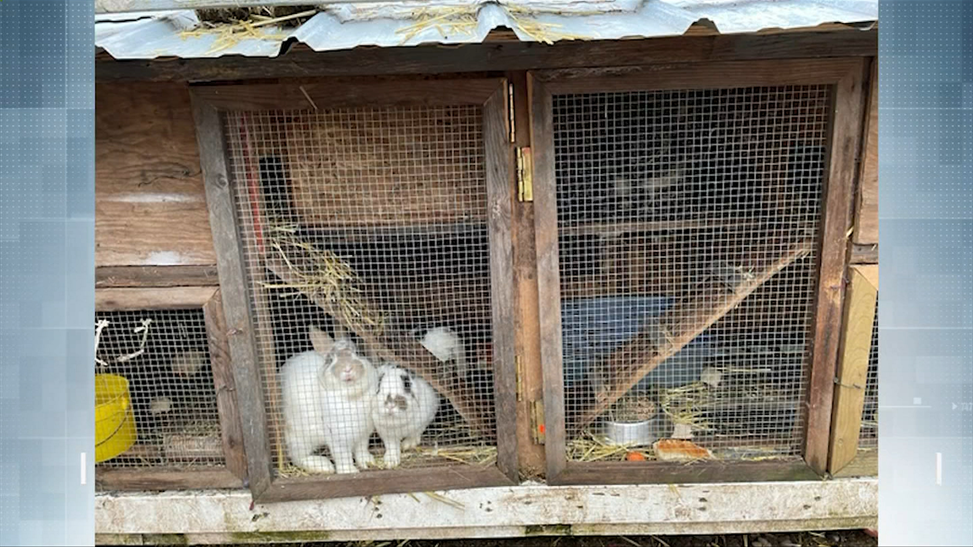 Vancouver Island rescuers save 44 rabbits from alleged hoarding