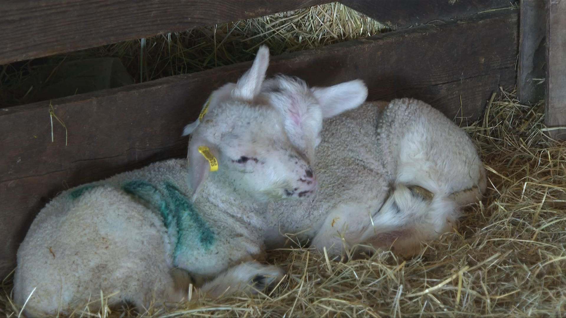 'We were really surprised': Metchosin sheep farmers witness rare birth ...