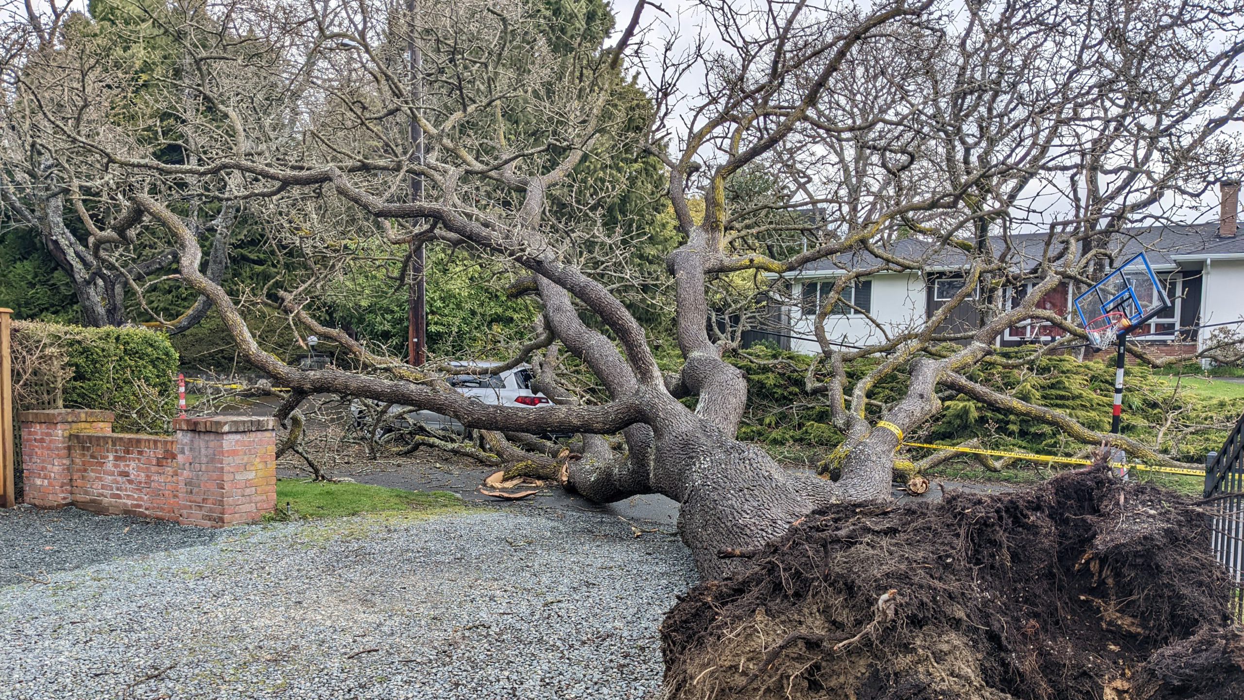 High winds topple trees in Greater Victoria
