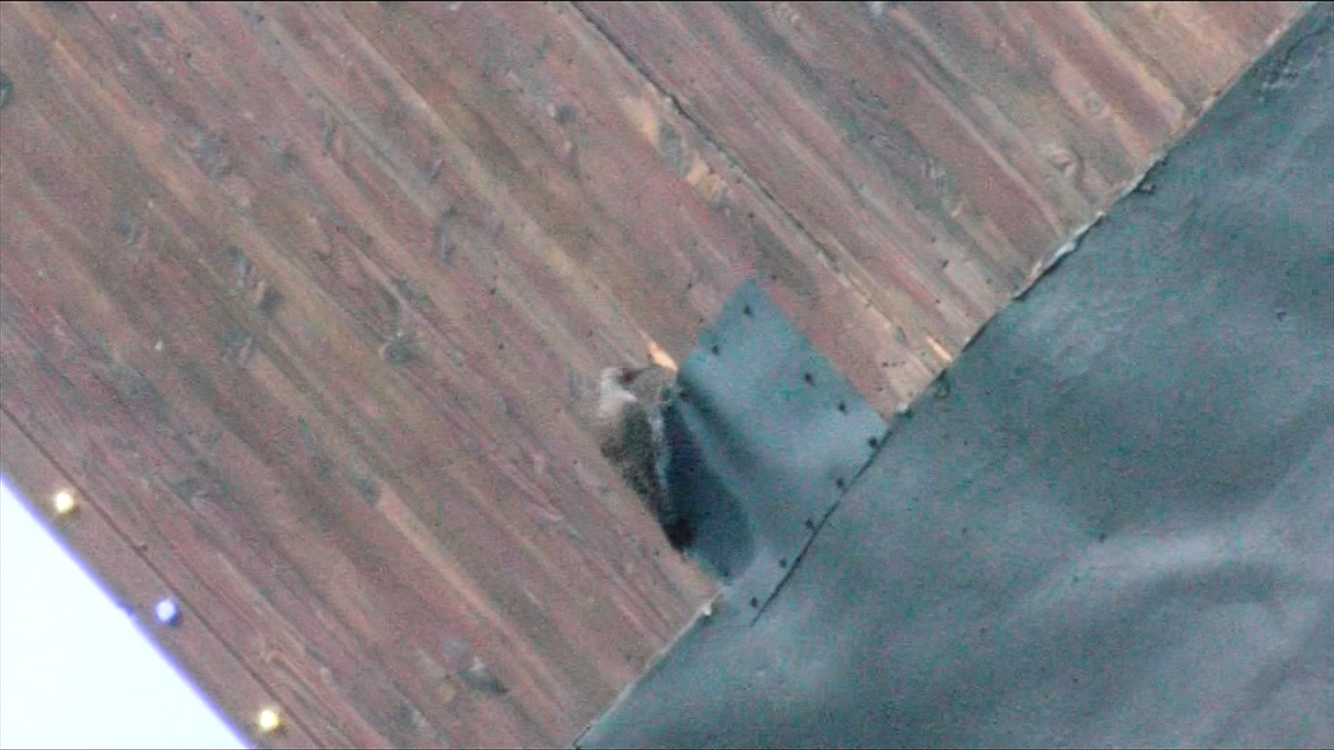 Relentless woodpecker wants 'World's Largest Hockey Stick' in Duncan ...