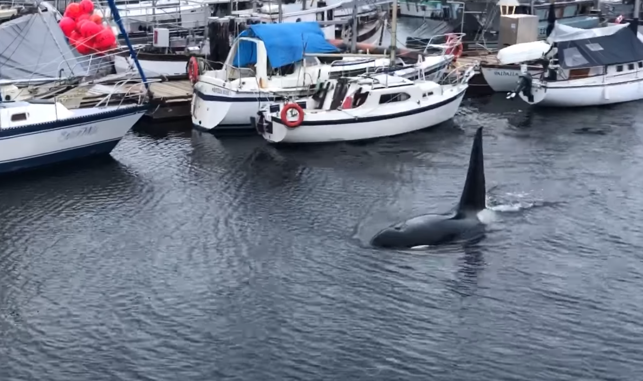 'That was phenomenal': Orcas delight onlookers during swim-through of ...