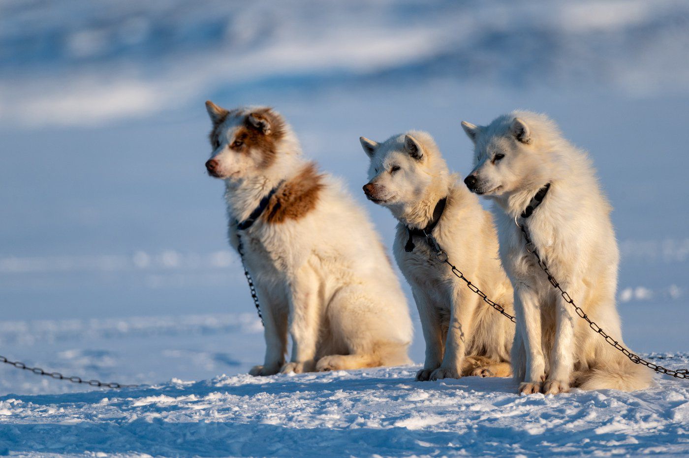 Traditional ways: Dogsled race covers 500 kilometres in the High Arctic