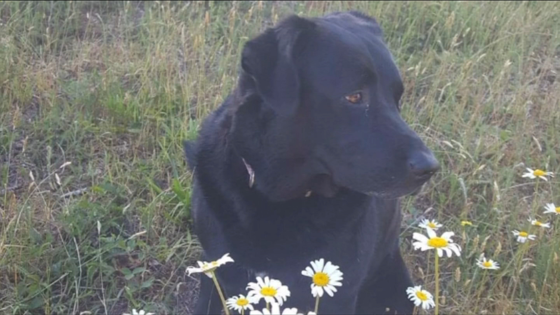 Fiveasec Canine Flesh eating Disease Claims Lives Of At Least Five