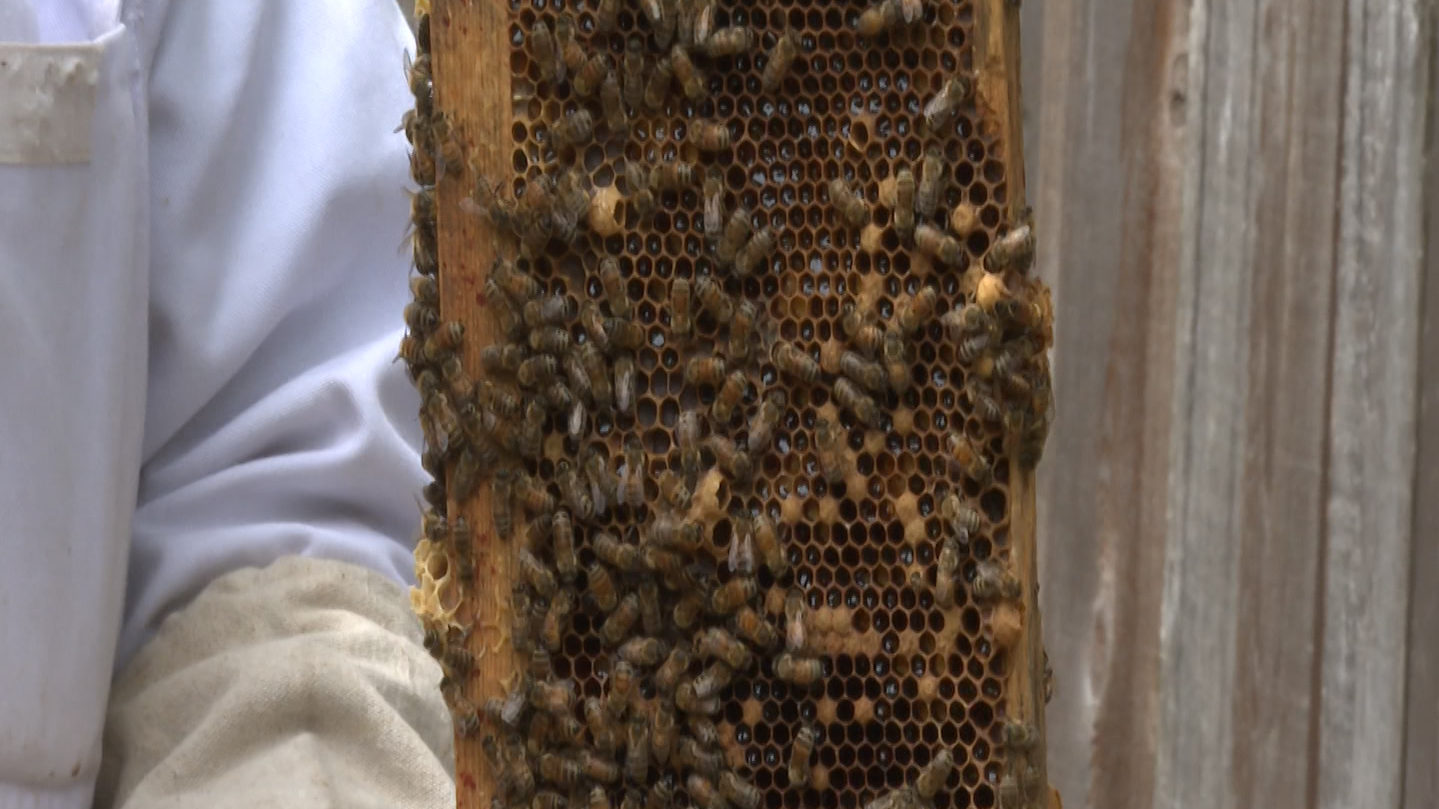 Researchers find new variant of bee virus that deforms wings