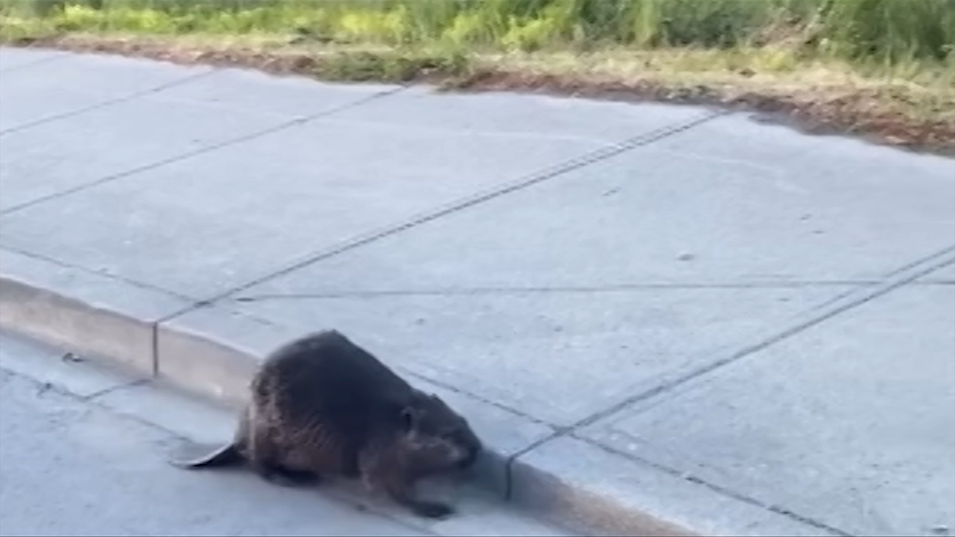 Beaver spotted walking alongside curb near Saanich
