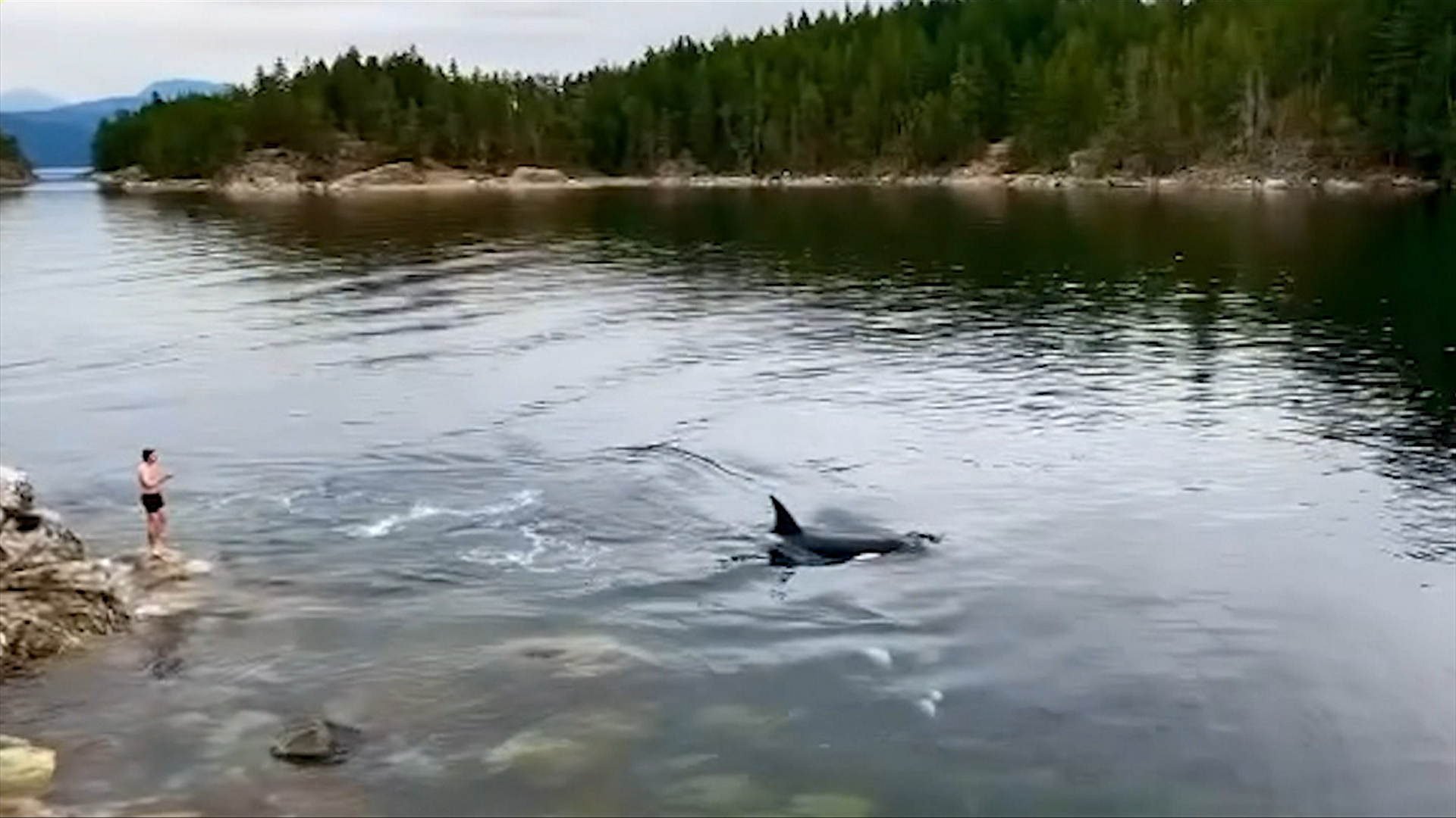 "The fin was six feet tall" Quadra Island orca encounter thrills people ...