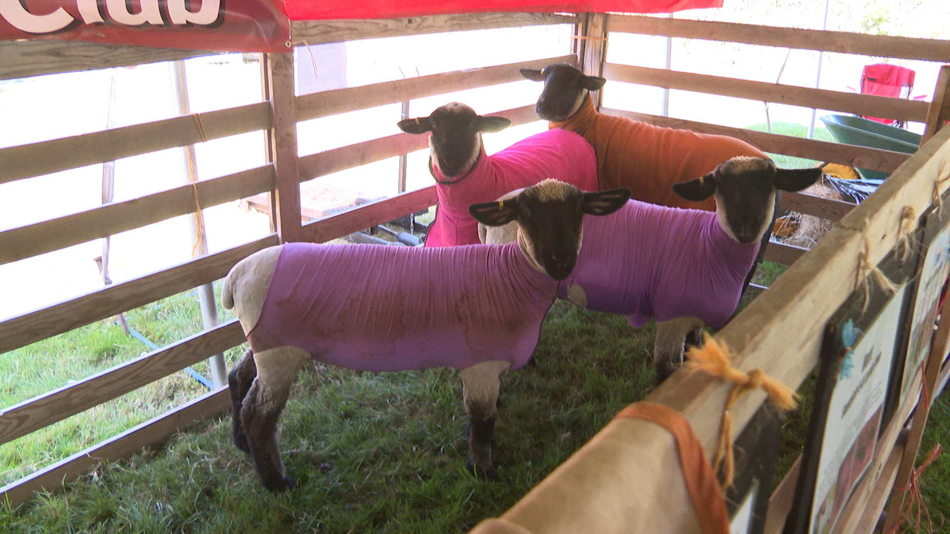 Huge turnout expected at Saanich Fair happening this long weekend