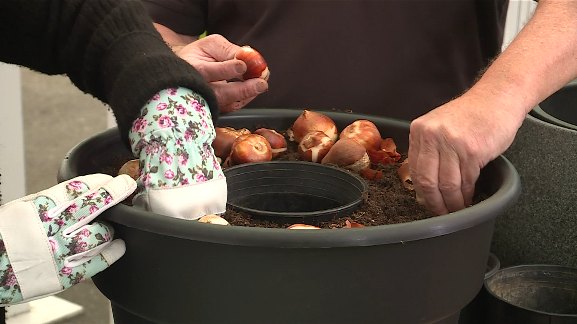 Get Up and Grow: Planting tulip bulbs for spring blooms