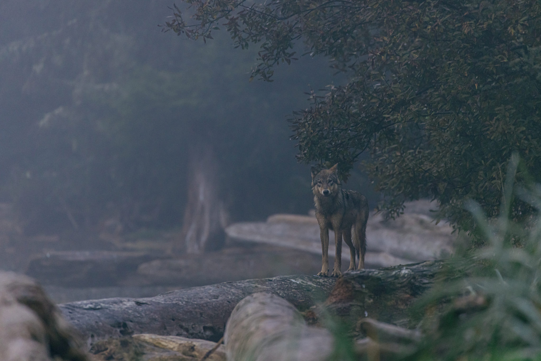 Photographer captures rare interaction between wolf, bear cub on ...