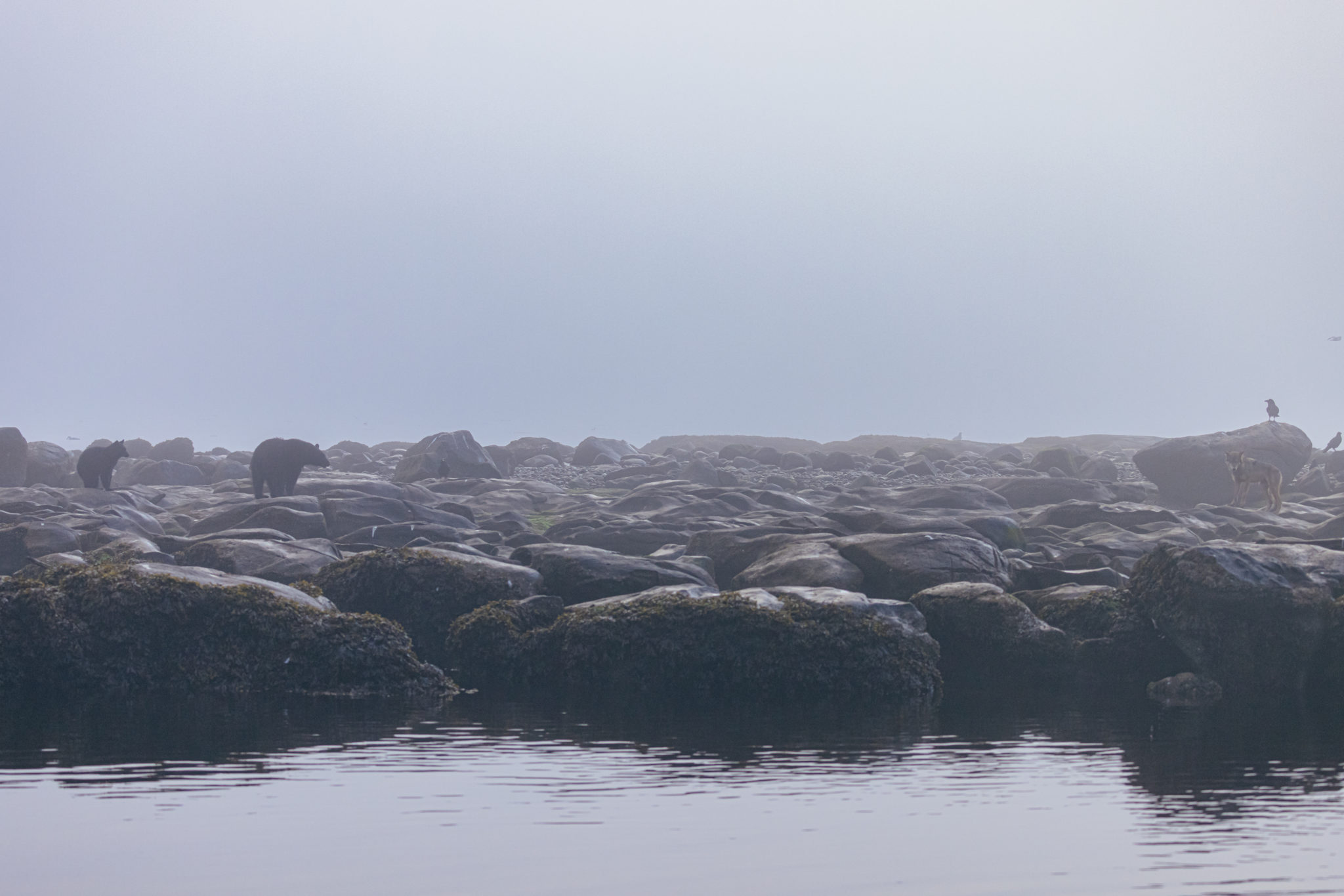 Photographer captures rare interaction between wolf, bear cub on ...