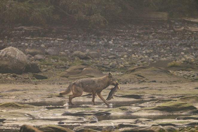 Photographer captures rare interaction between wolf, bear cub on ...