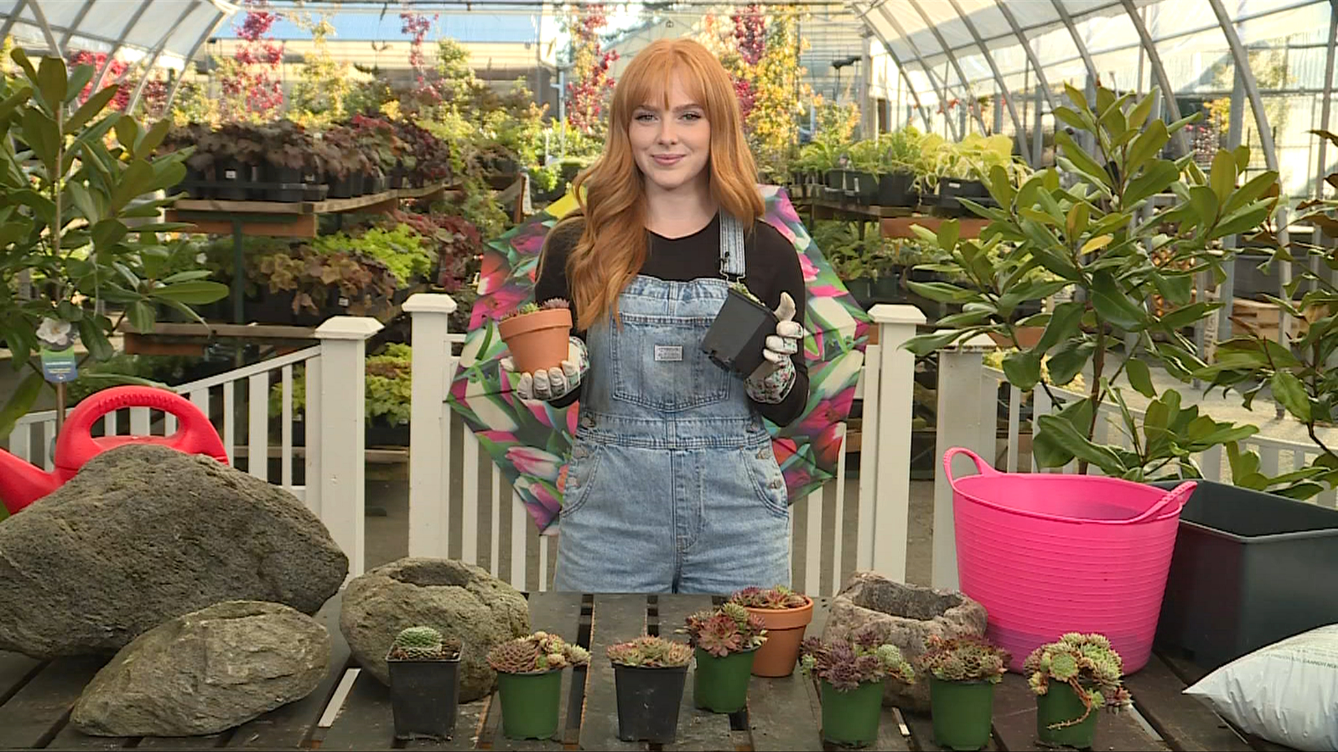 Get Up and Grow: How to plant and grow Hens and Chicks