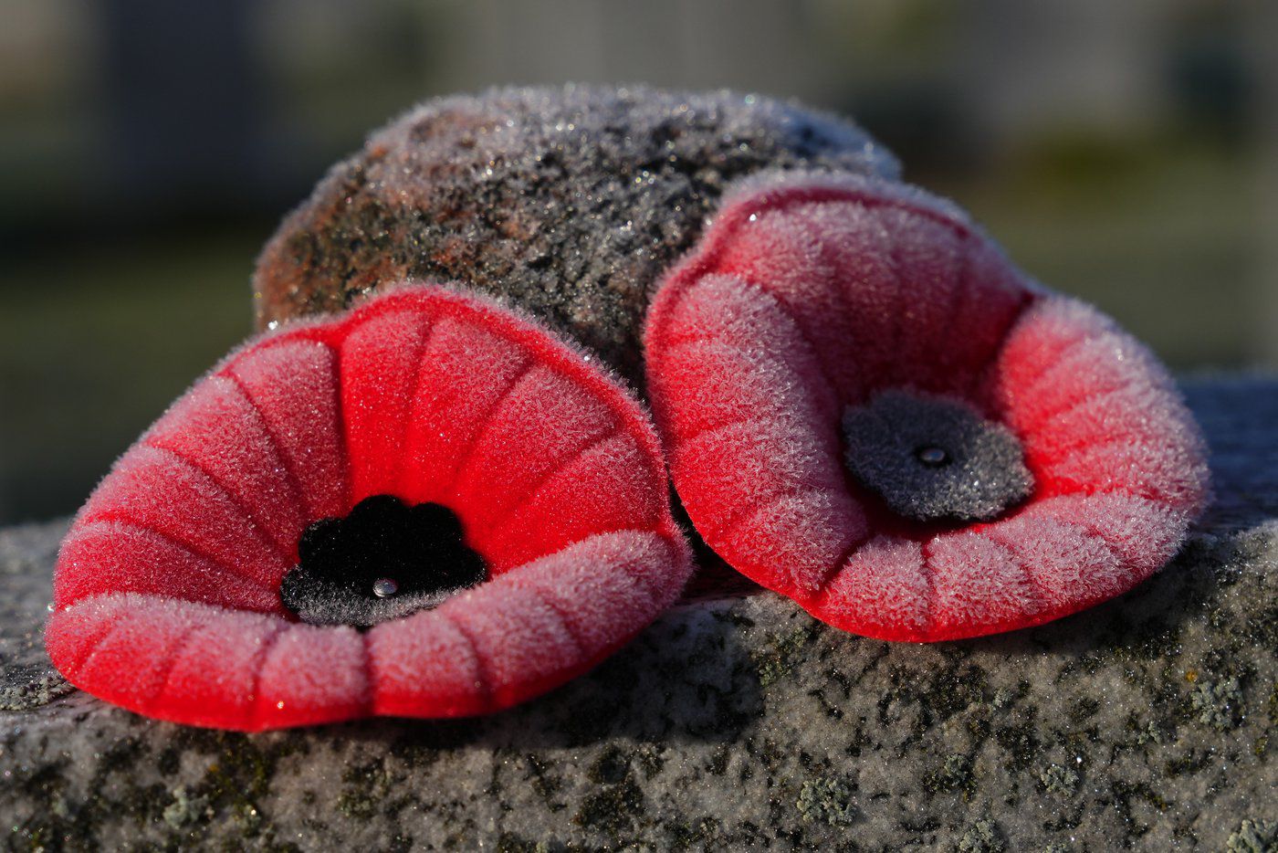 New poppy campaign initiatives seek to modernize the tradition of ...